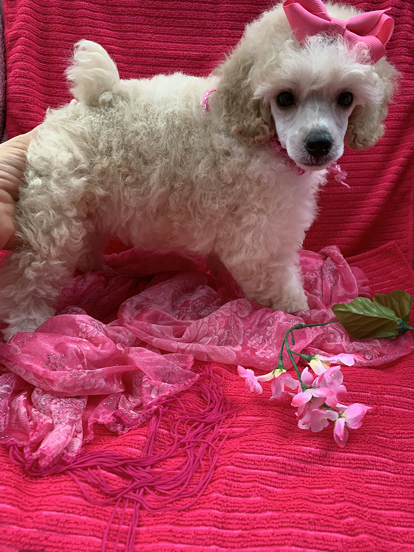 Poodles For Sale – Kathy's House of Poodles