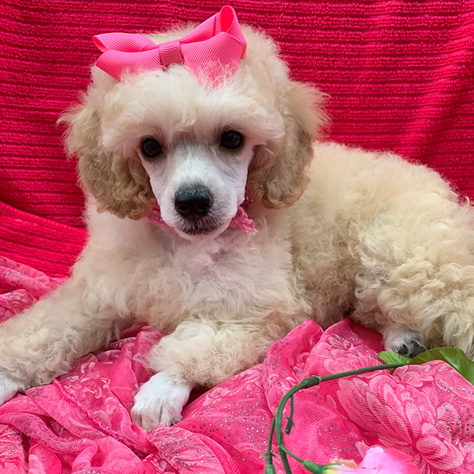 Poodles For Sale – Kathy's House of Poodles